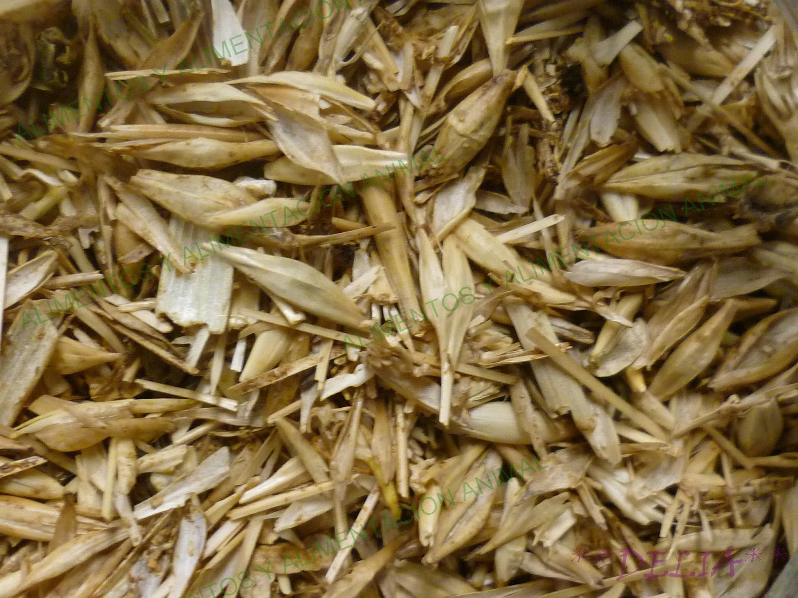 Alimentos y Alimentacion Animal: BAGAZO SECO DE CERVECERIA