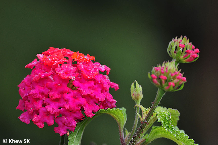 Butterflies of Singapore: Favourite Nectaring Plants #3
