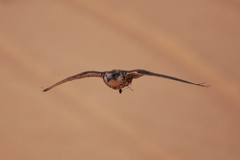 Birds of Saudi Arabia: Falconry in the Saudi Arabian desert – Records ...