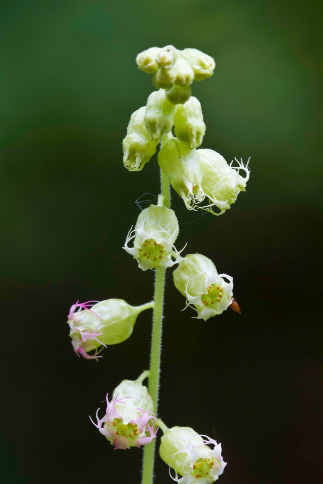 NWflora: Fringe Cup, Tellima grandiflora