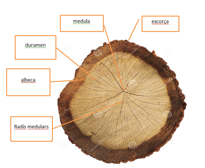 tecnologia: parts del tronc
