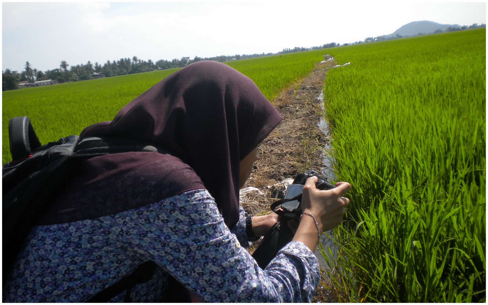~Things To Be Shared~: Sawah padi nan menghijau..
