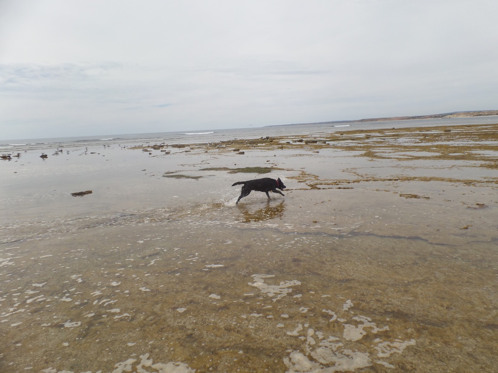 kiwibird: Activity at Aldinga Beach