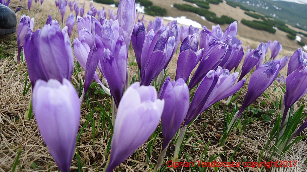 muntiisifotografiadepeisaj: FLORI DE MUNTE 2016