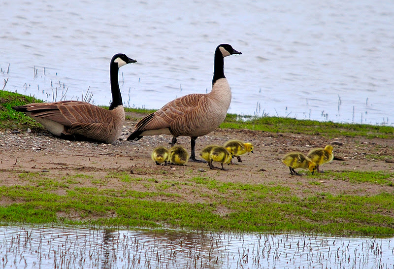 Barbara Rich Photography: Fall - Winter Migration along the Pacific ...