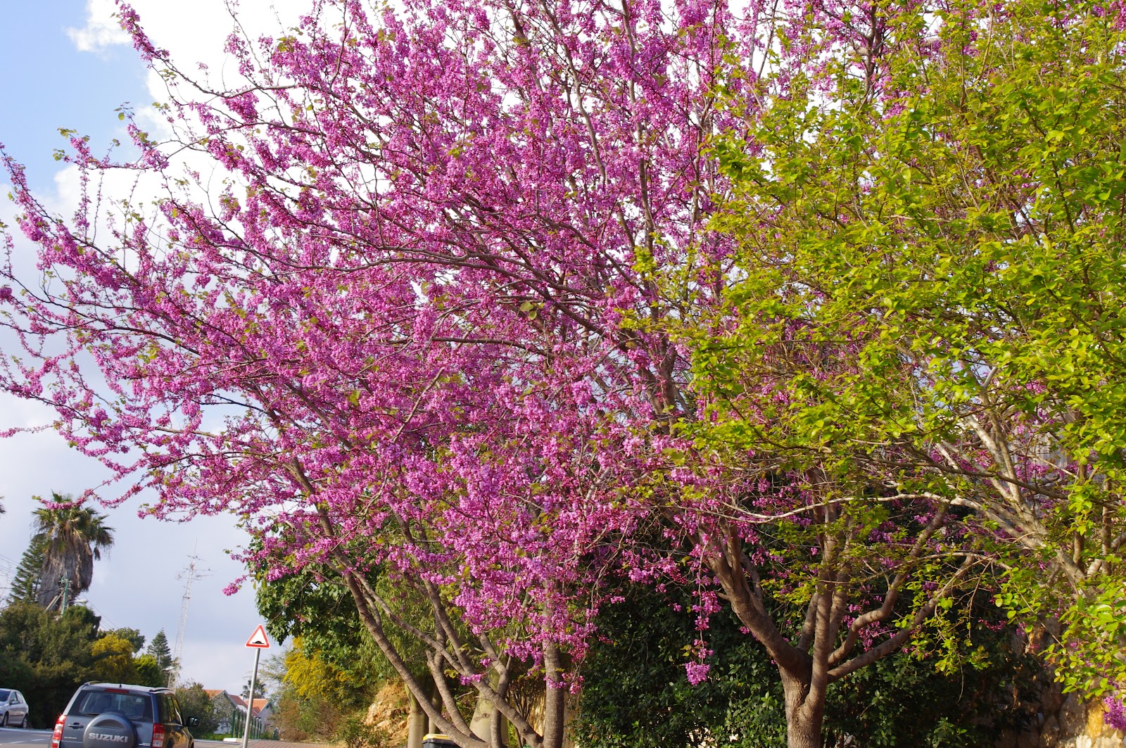 The Judas Tree of Israel