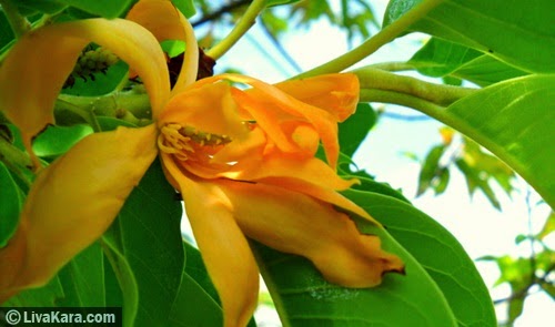 Cakrawala Biologi: Macam-macam Flora (Tanaman) Khas Di Indonesia