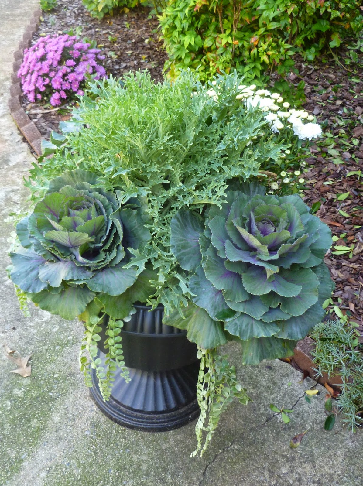 Lindaraxa: Gardening Into Fall... Ornamental Kale