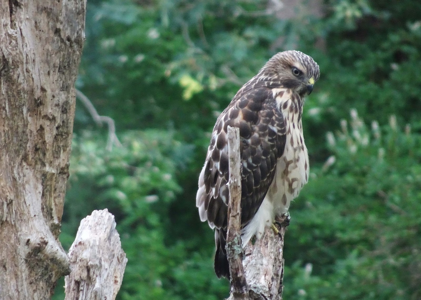 Joe's Retirement Blog: Red-shouldered Hawk, Manomet, Plymouth ...
