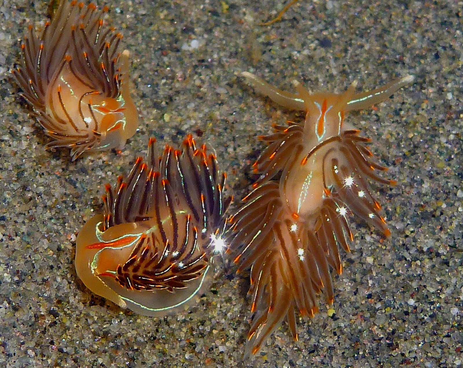 Buzz's Marine Life of Puget Sound: Sand Collar Season....or More Tiny ...