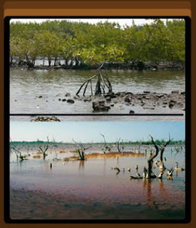 La Ciencia: Procesos ecológicos