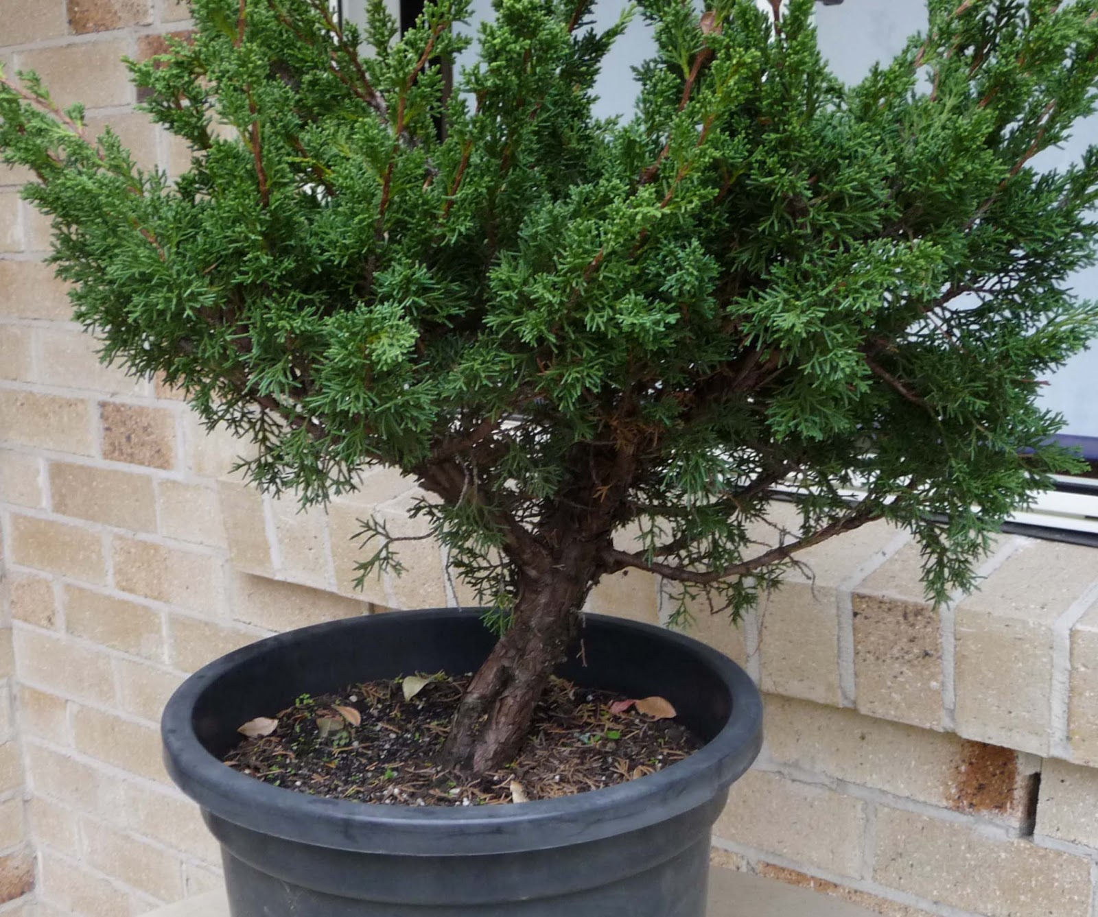 Stephen Cullum's Bonsai & Pottery: Post 100 Sargent Juniper