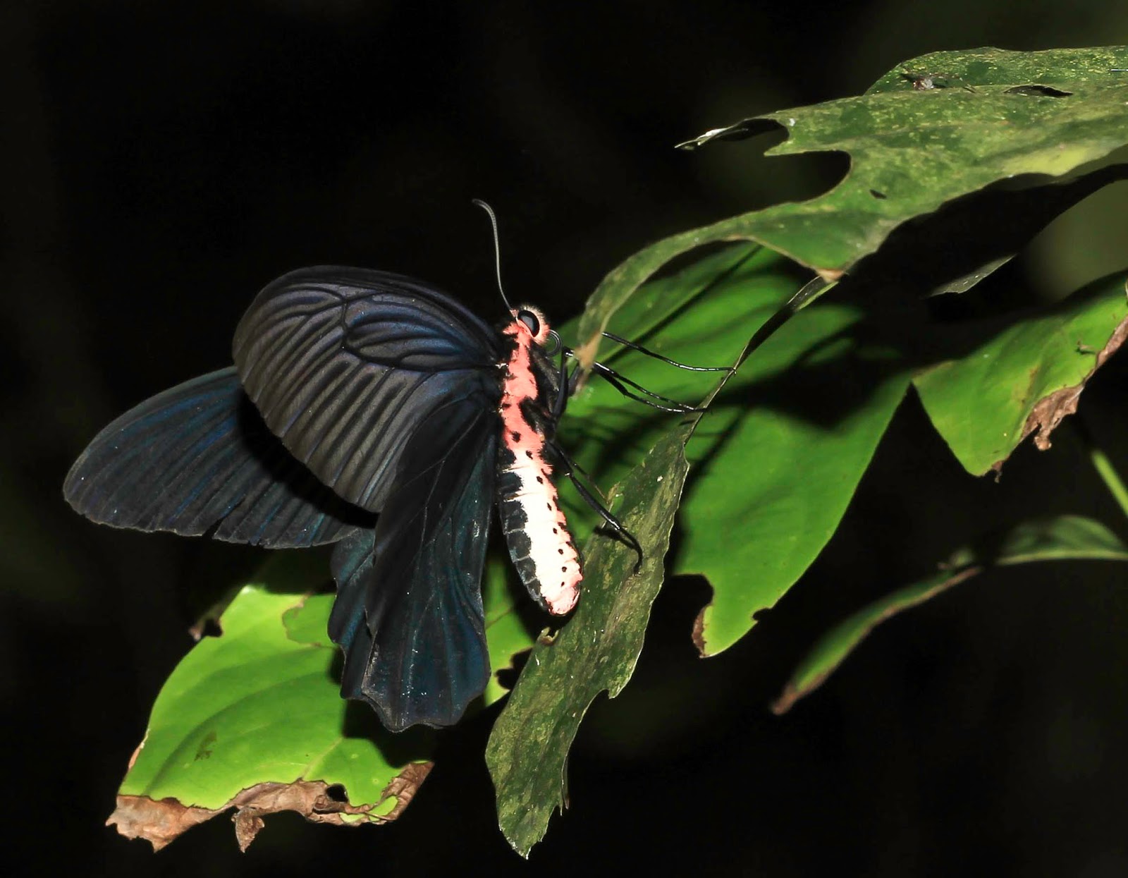 Butterflies of Vietnam: 78. Atrophaneura varuna astorion (The Common ...
