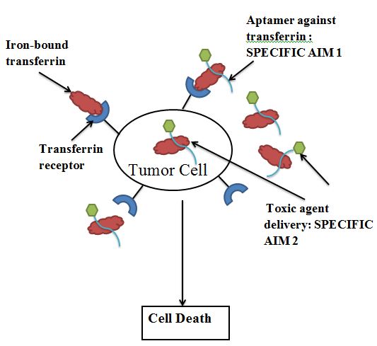 Aptamer Project Site - 10% APS for Everyone: RNA APTAMER SELECTION ...