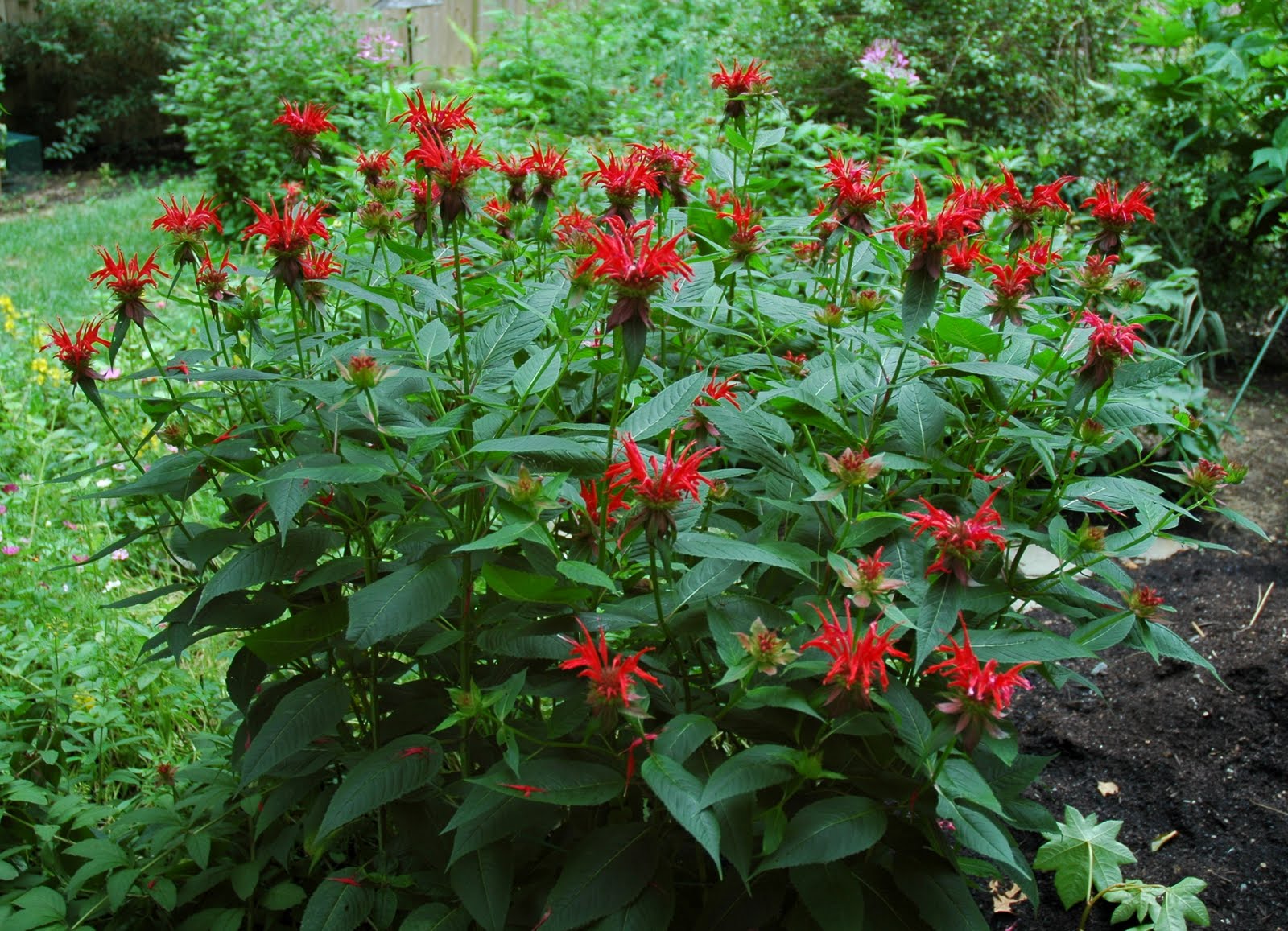 SCARLET RED BEE BALM~MONARDA~LIVE PLANT,HUMMINGBIRD/HONEY BEE FEEDER ...