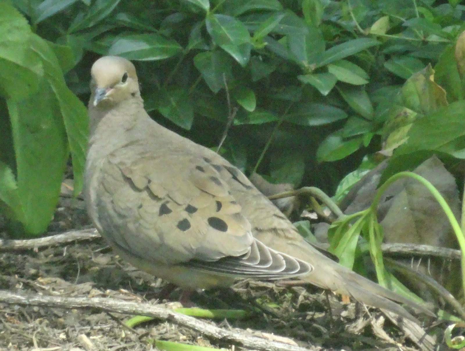 Love, Joy and Peas: Mourning Dove Photos and Video for Wild Wednesday