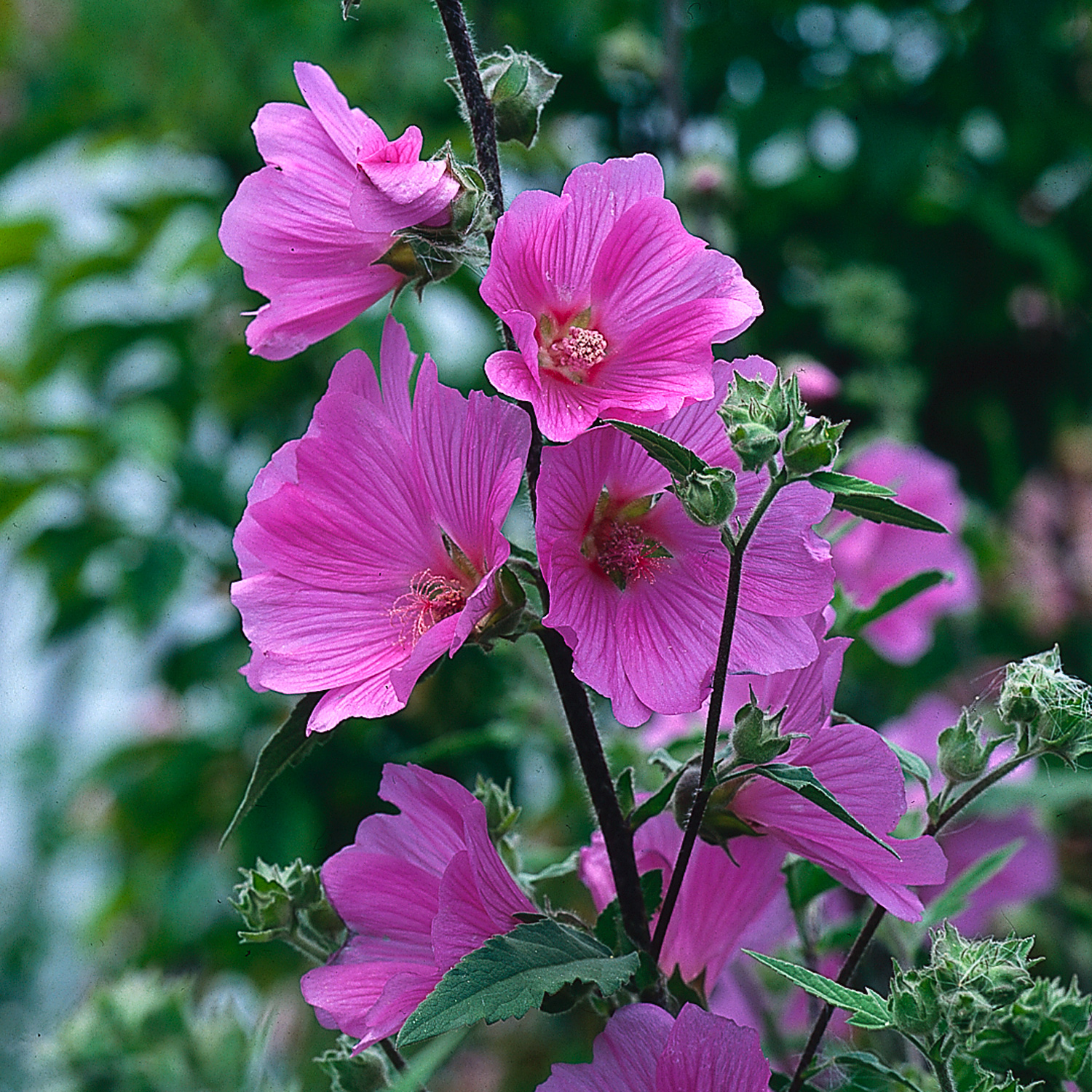 lavatere - France news collections