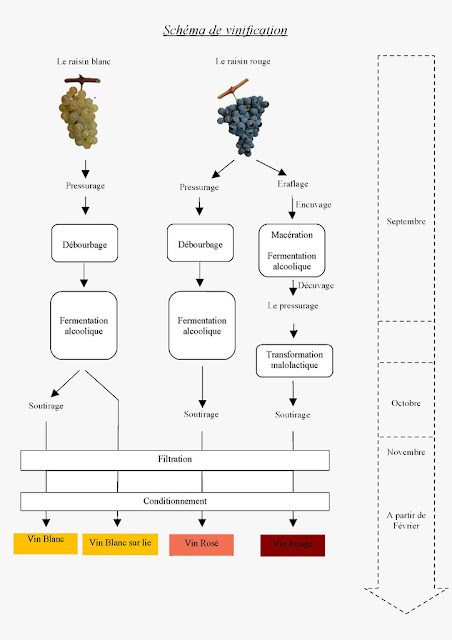 Franc-Gourmet: Le vin : introduction (blanc, rouge, rosé)