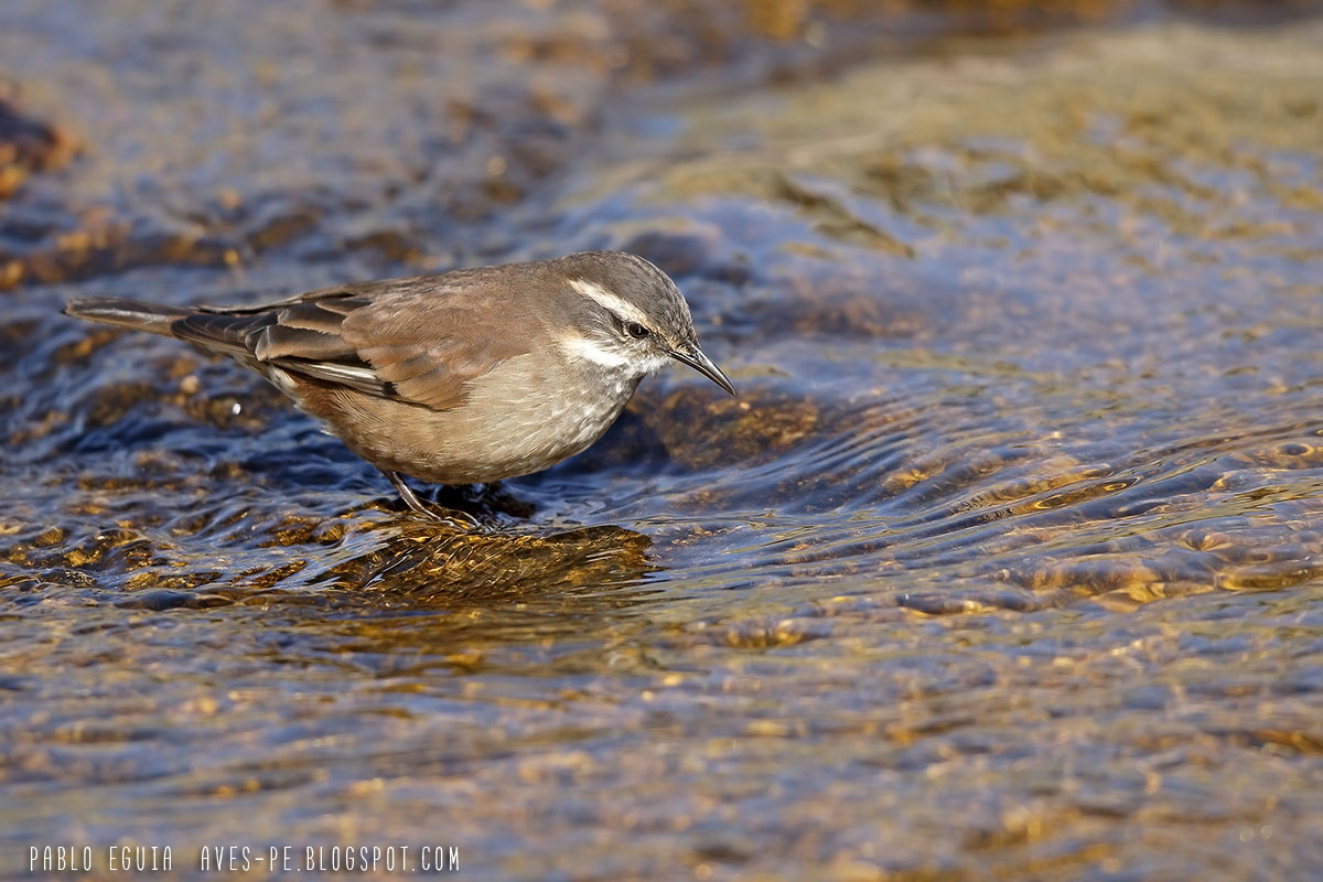mis fotos de aves: Cinclodes olrogi Remolinera Chocolate Olrog's Cinclodes