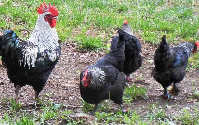 The Official PoultryBookstore.com Blog: More hatchery catalogs
