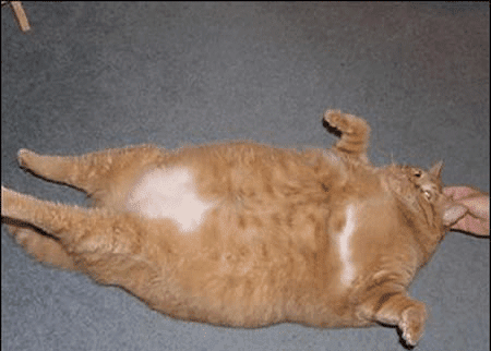 Top 10 fattest cats In The World| FunSite