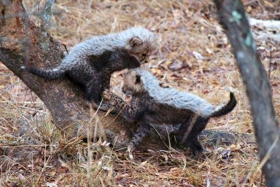 Oupa Storm se Bosstories: Jagluiperd