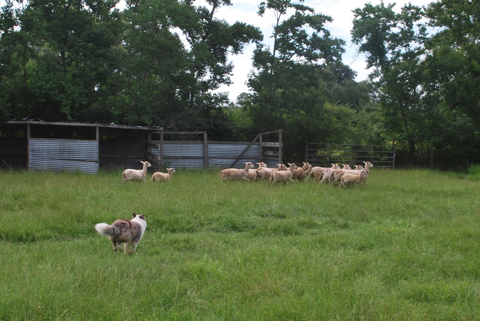HighTail Farms: Underwater duck herding