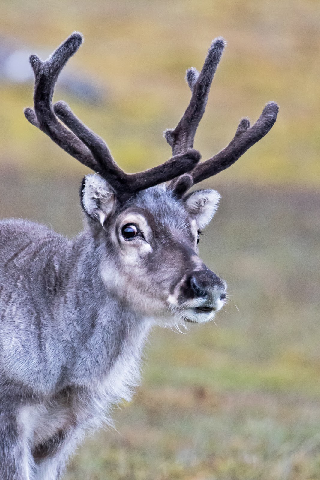 Peter M Beesley-- Wildlife Photography--Animals: Svalbard 2018