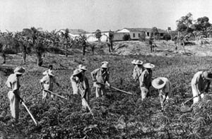 Lázaro Cárdenas: Reparto Agrario