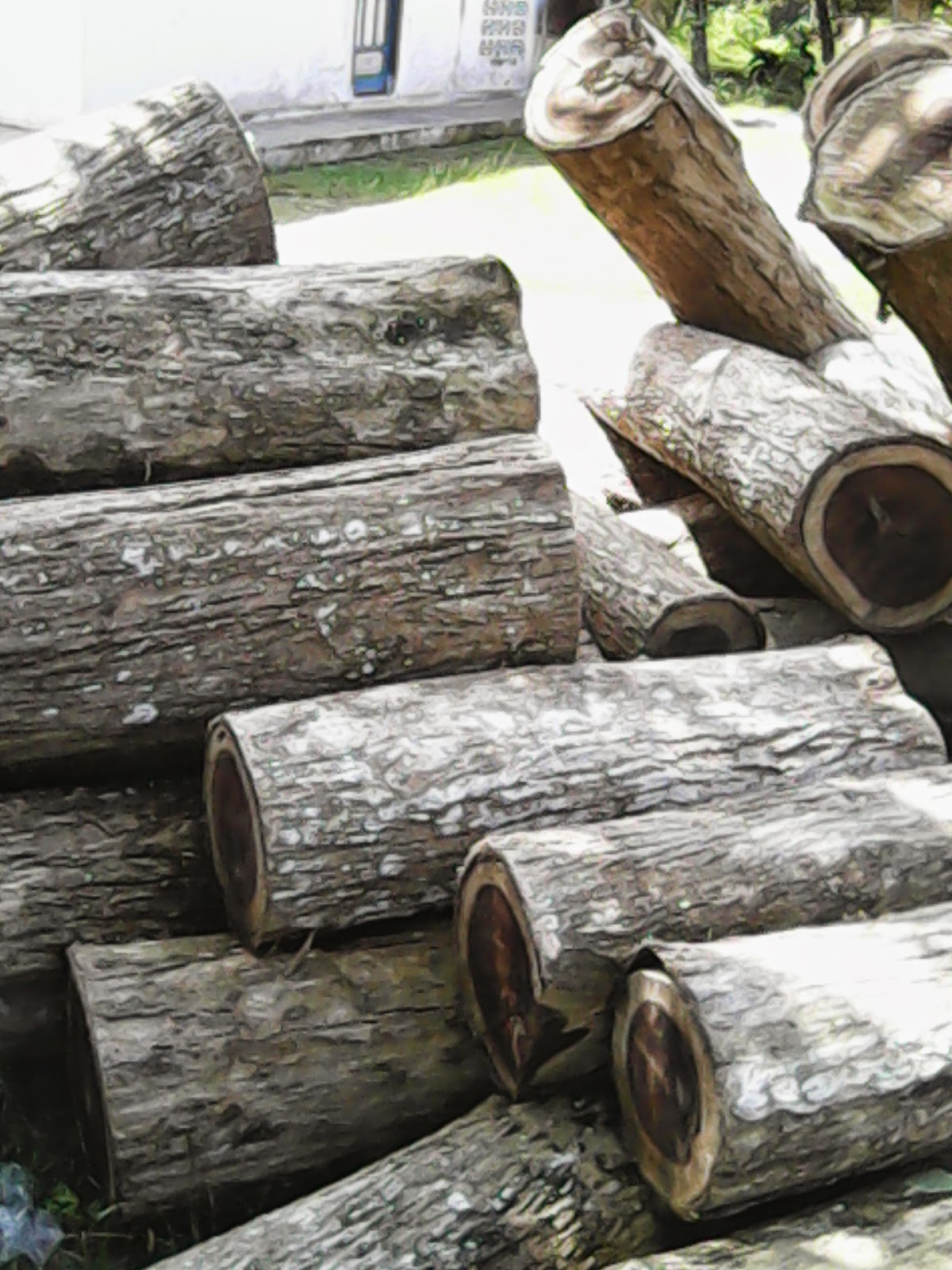 Beli : Kayu Sengon / Albasia - DUTA RIMBA INDONESIA