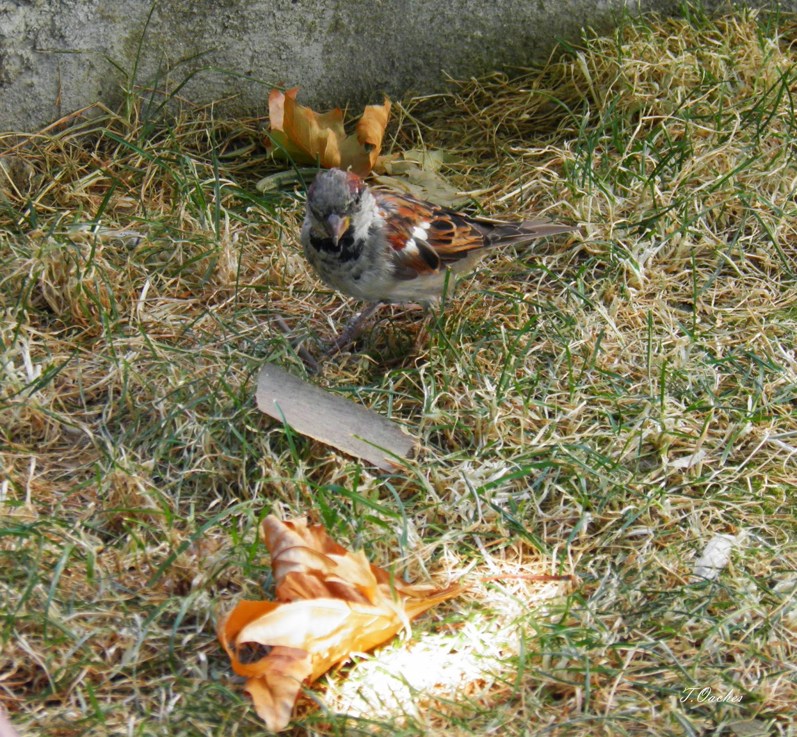 PASARI DIN ROMANIA: VRABIA DE CASA, Passer domesticus