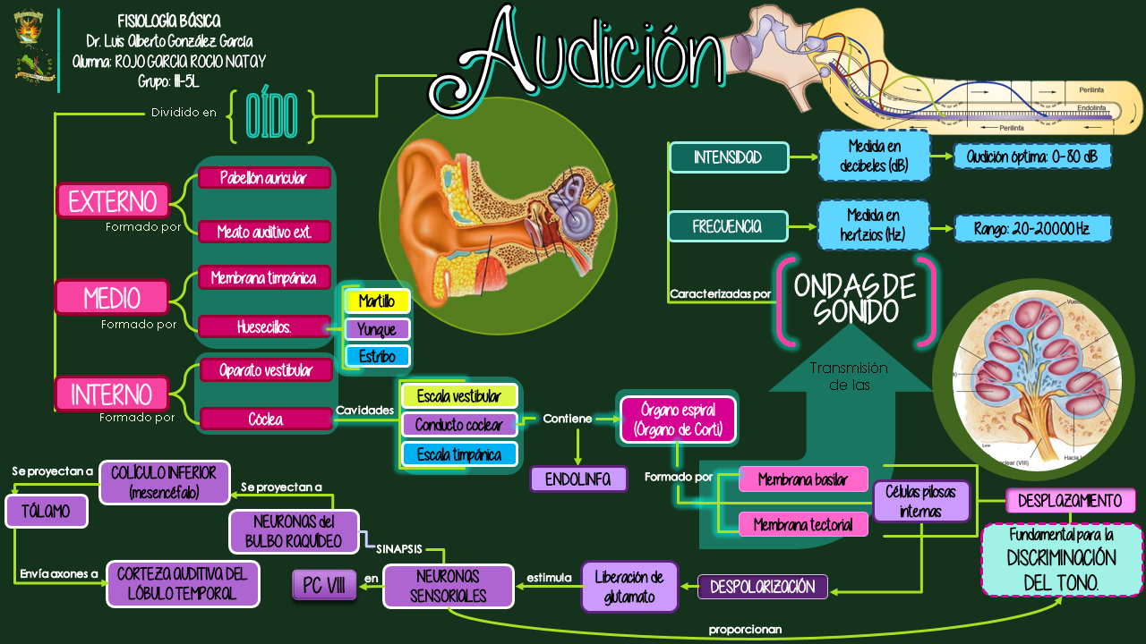 Fisiología ROGAR: AUDICIÓN