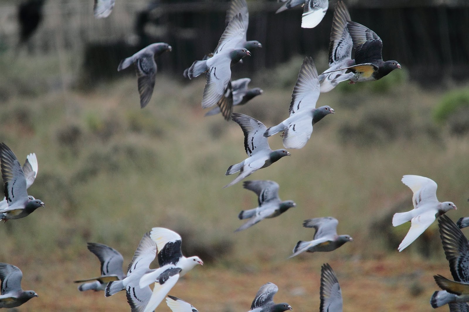 PERÚ PALOMAS MENSAJERAS : Ponle ganas y listo.