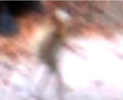 Tiny Alien Body Confirmed With CT Scans And X-Rays Says Dr. Steven ...