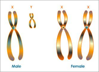 ANSWER TO FREQUENTLY ASKED QUESTIONS: MALE AND FEMALE SEX CHROMOSOMES