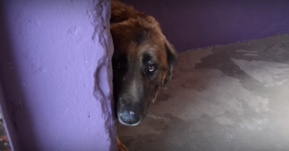 Dog Chained Up For 8 Years Is Terrified Of Humans, But WATCH What ...