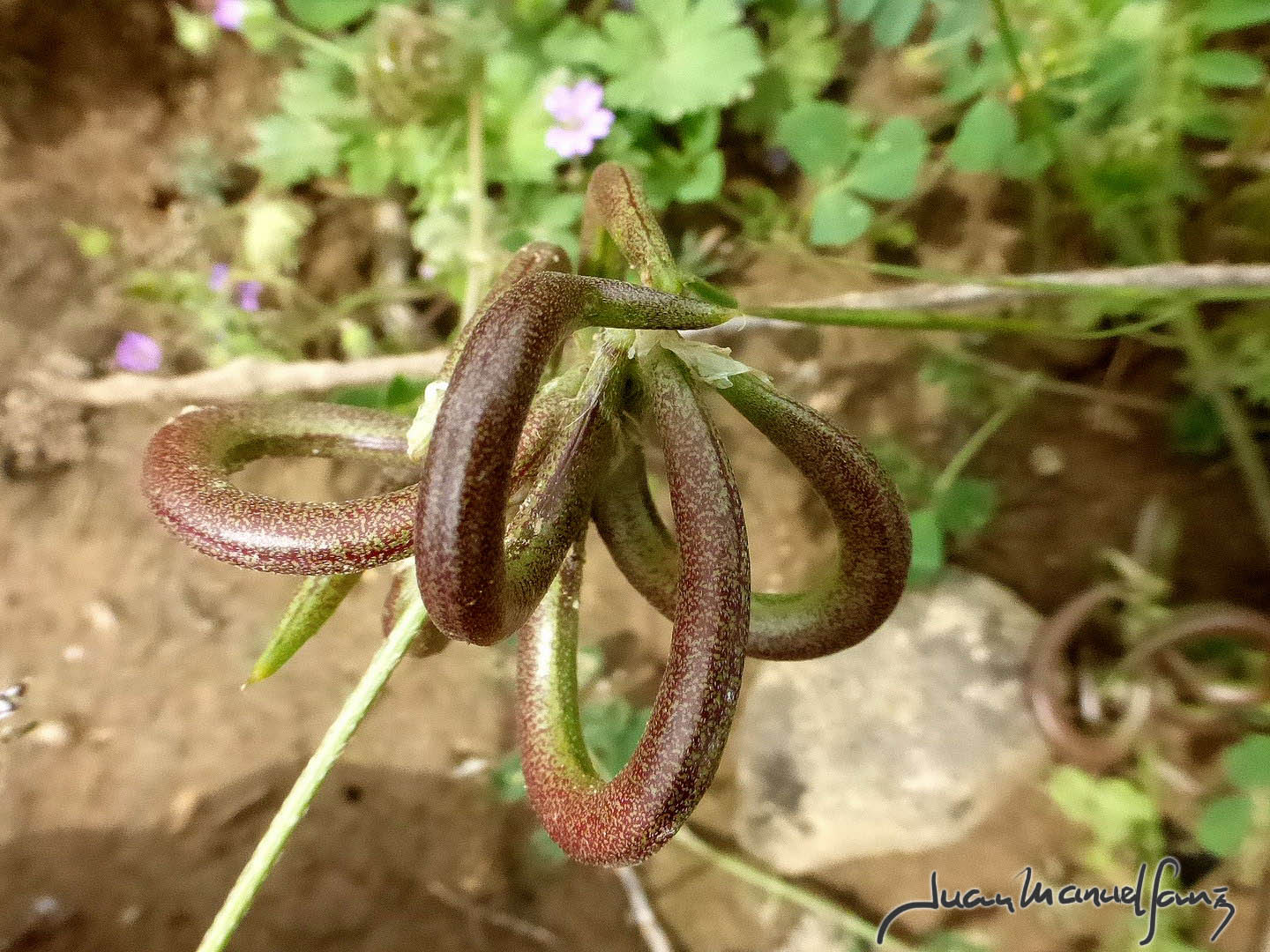 rocayflor: Flora del Somontano de Barbastro. Lauraceae - Leguminosae