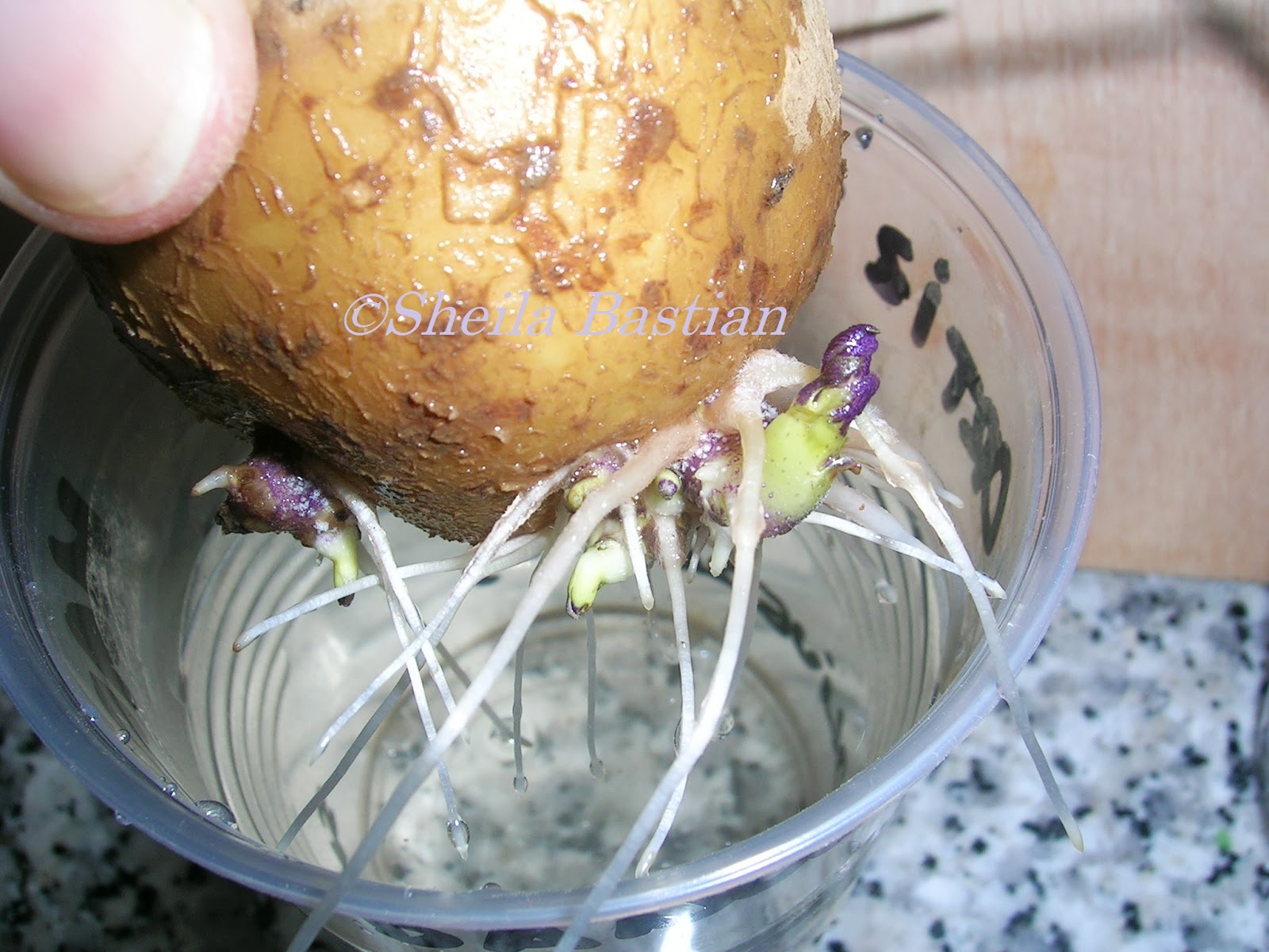 Science Magazine Vegetative Reproduction