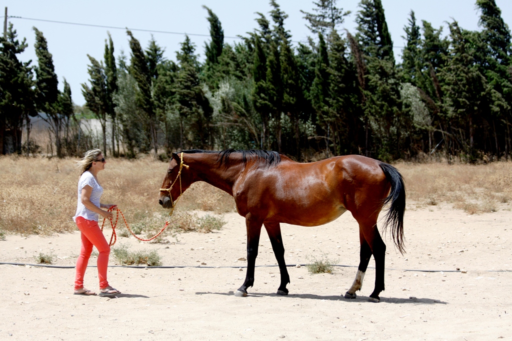 vita nuova: Cavallo "Bellezza sublime"
