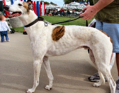 Greyhound o Galgo inglés o Lebrel inglés