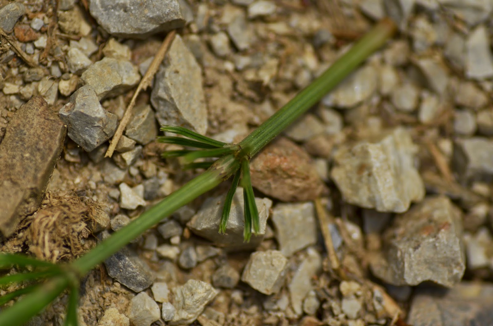 Čarovnije z male kmetije: Preslica