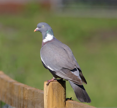 Another Bird Blog: Early Birding