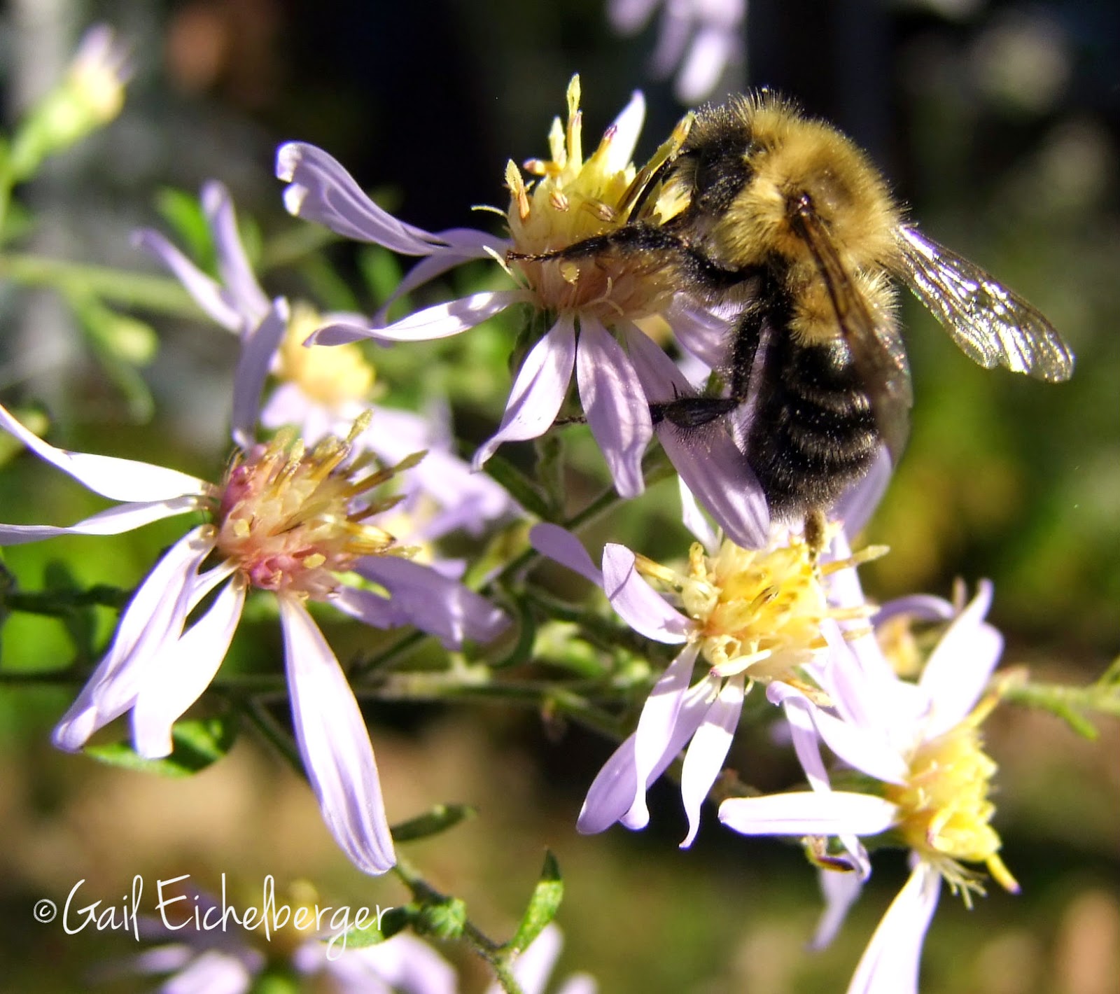 clay and limestone: Fall is the best time to bee in the garden!