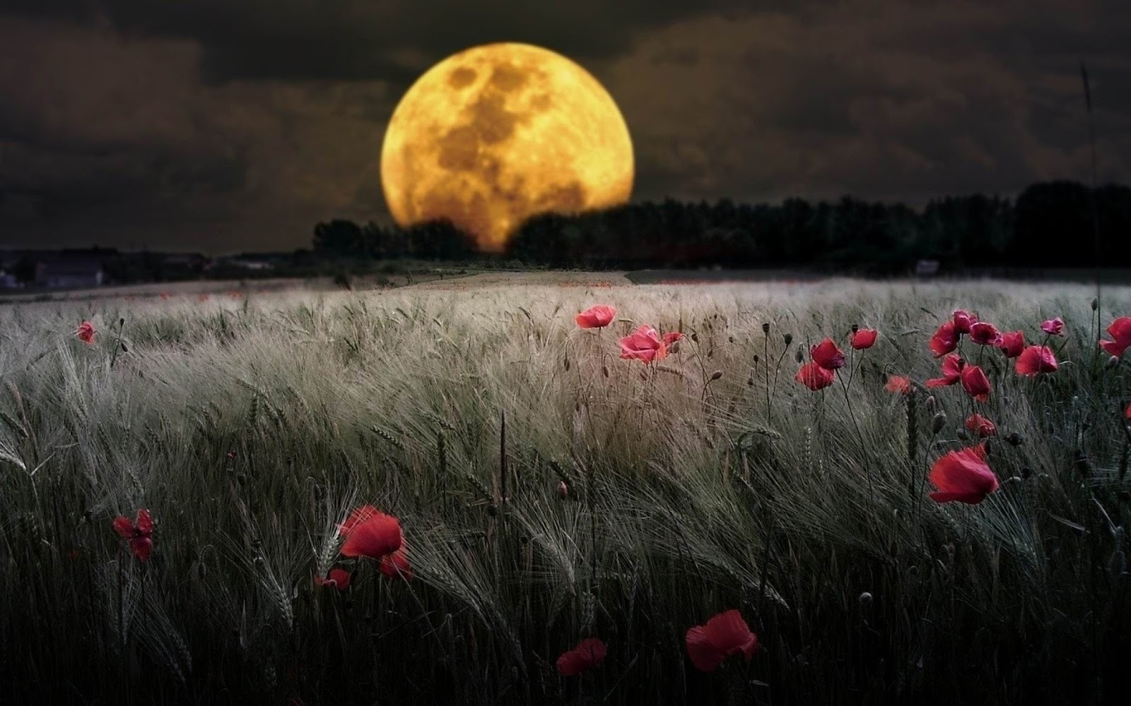 CARPE DIEM HAIKU KAI: Carpe Diem Renga Party #3 summer moonlight