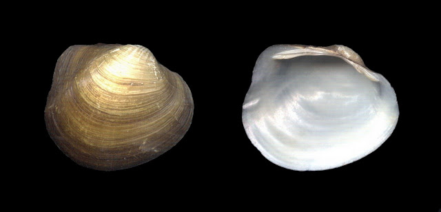 Moluscos dulceacuicolas de Argentina: Diplodon variabilis (Maton, 1811)