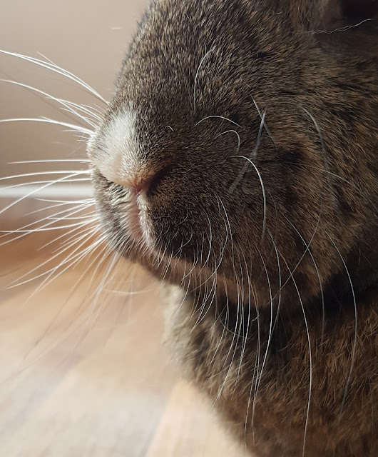 Tales from The Raspberry Rabbits: March 2018