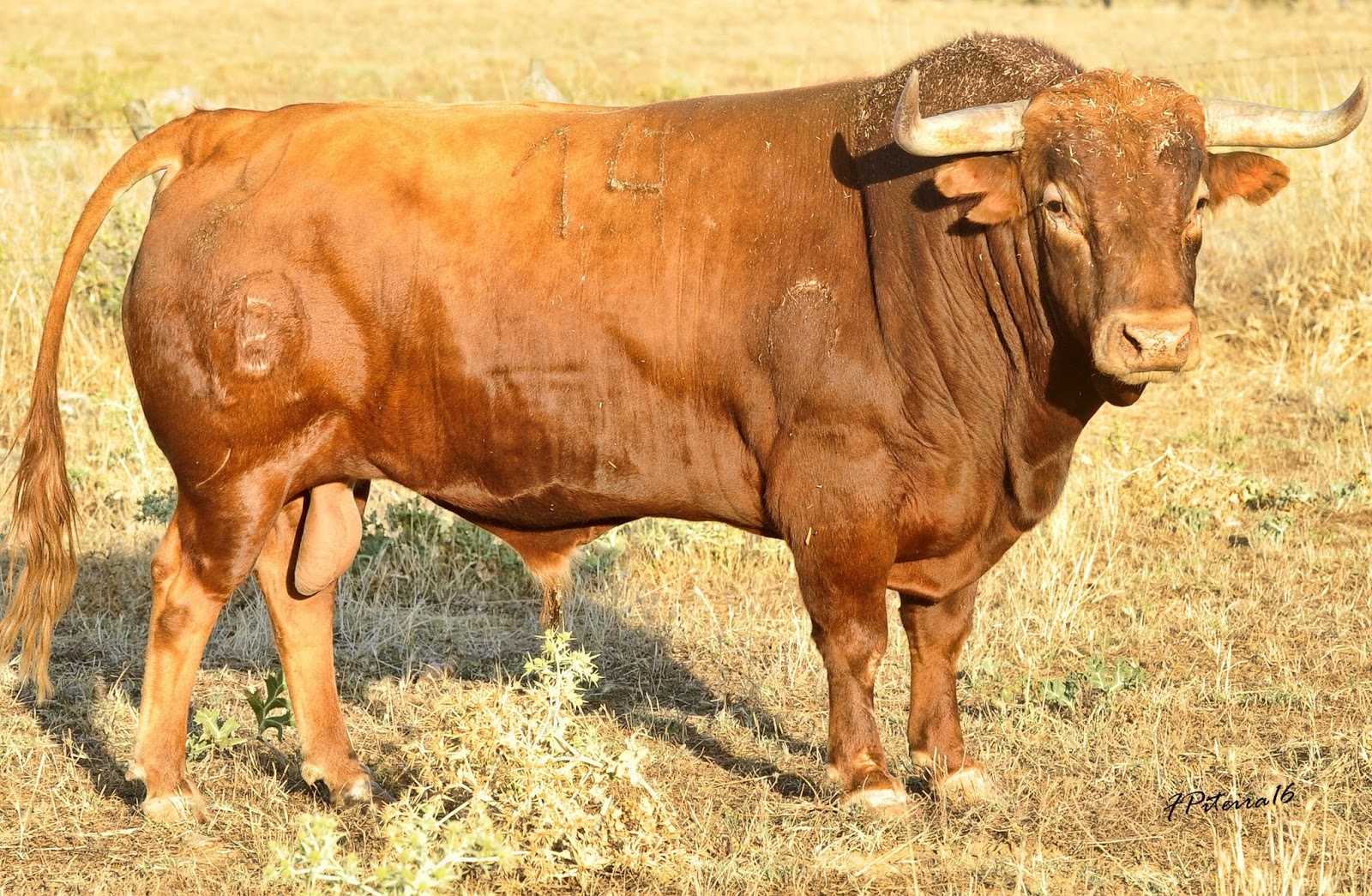Alcochete: A Imponência do 'Toiro-Toiro' para o Concurso de Ganadarias - NATURALES