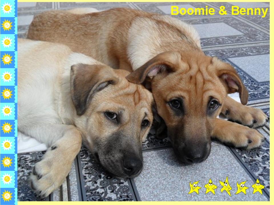 ABC dos Bichos: Boomie e Benny precisam de um lar