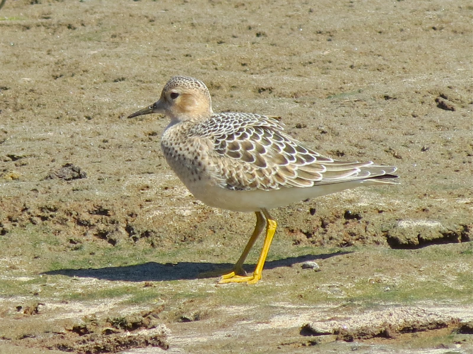 Cannon Beach Birder: Buff-breasted Sandpiper