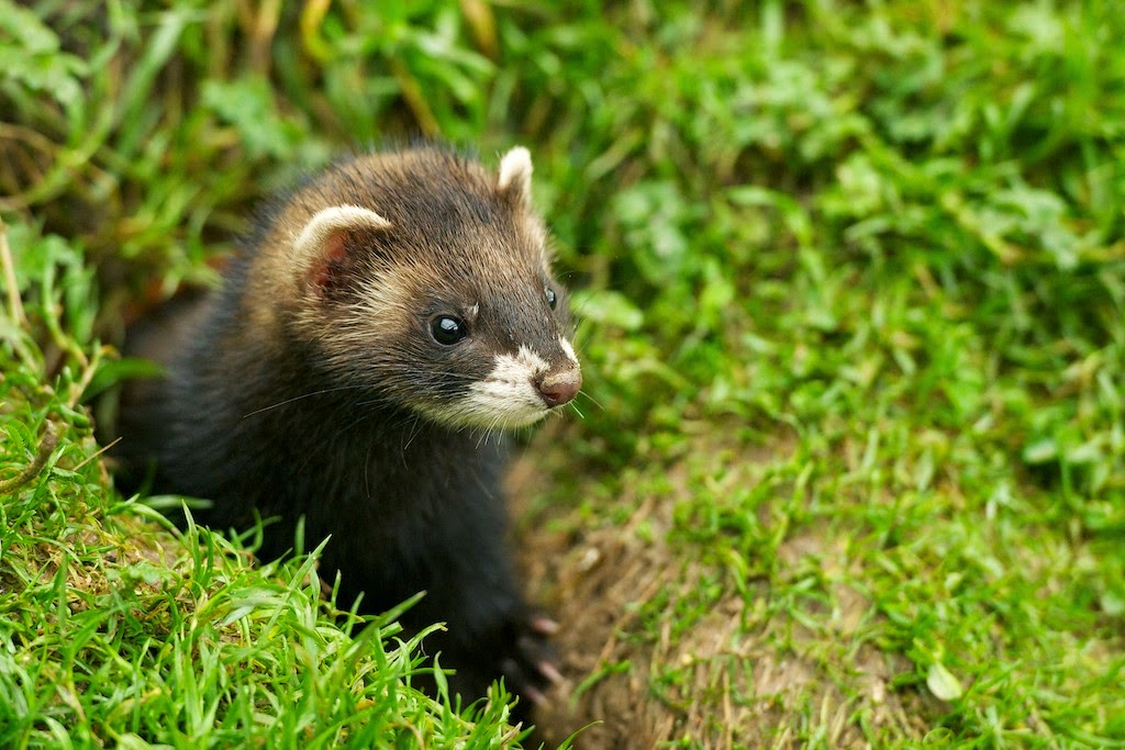 British Wildlife Centre ~ Keeper's Blog: New Polecats